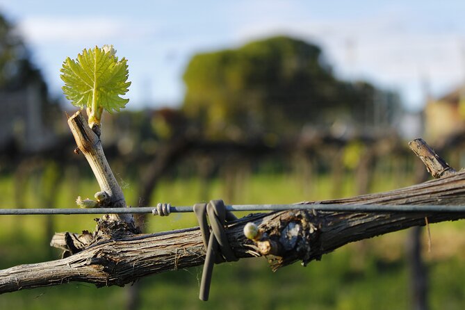 Tasting Selection of 4 wines in Montefalco - Who Will Appreciate This Tour?