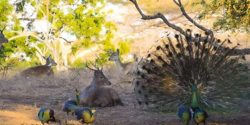 The Authentic Sunset Of Baluran National Park Banyuwangi - An In-Depth Look at the Tour Experience