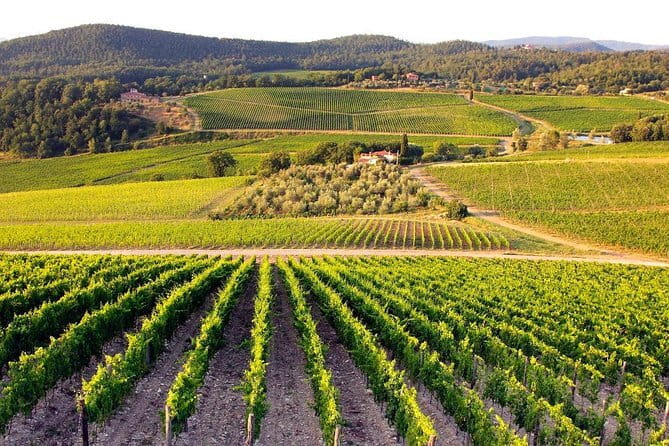 The Complete Wine Tour Brunello, Nobile, Chianti wine experience - The Experience: What Travelers Can Expect