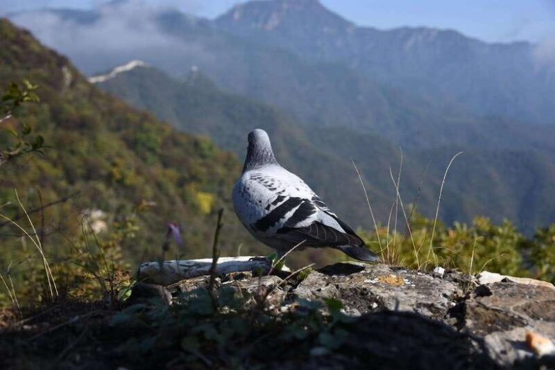 The Great Wall - Agent ticket booking service - Why This Ticket Service Works Well for You