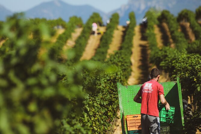 Tirana Lundra Winery Guided Tour with Wine Tasting - Tasting Four Wines and Local Spirit