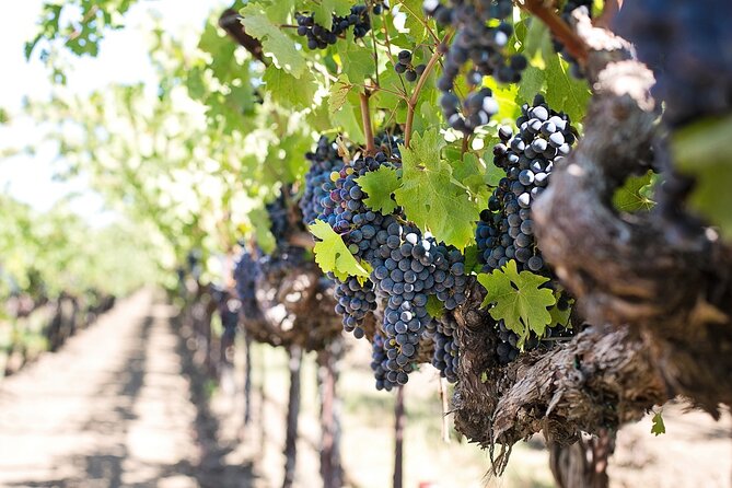Tour of the Etna cellars, typical lunch and wine tasting - Why this Tour Works for You
