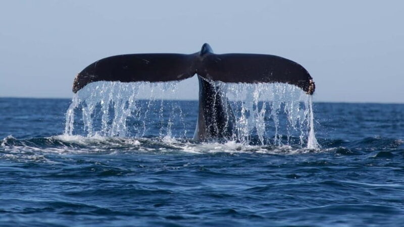 Trincomalee: Whale & Dolphin Safari Tour with Expert Guides - Who Would Love This Tour?