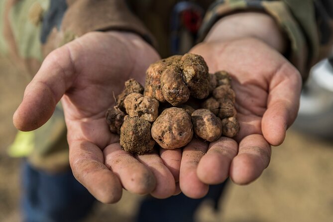 Truffle Hunting & Truffle Cooking Class - Who Will Love This Tour?