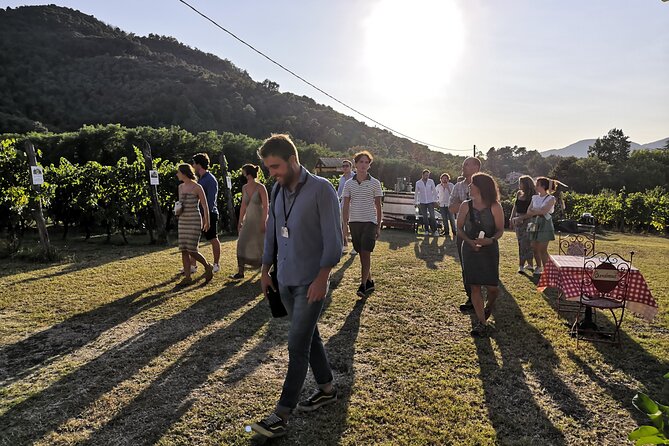 Tuscan Wine Tour in Lucca by van - What’s Included and What to Expect