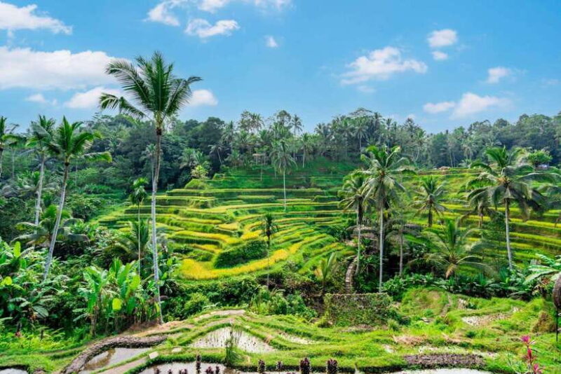 Ubud: Best of Ubud Full-Day Tour with Entry Tickets - Practical Details: What to Expect