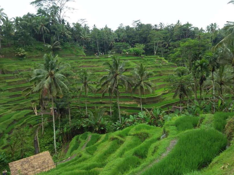 Ubud: Campuhan Ridge Walk, Tegallalang Rice Terrace & More - The Itinerary: A Day in Ubud