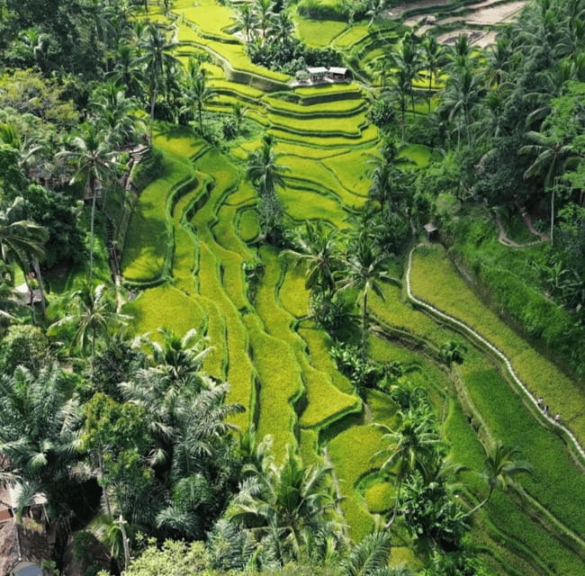 Ubud: Customised private day trip with personal driver - Comfort, Cost, and Practicalities