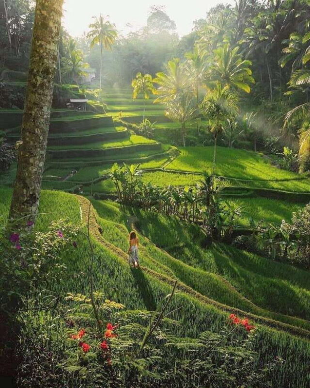 Ubud: Highlight Best of Ubud Day Tour - The Itinerary: What Can You Expect?