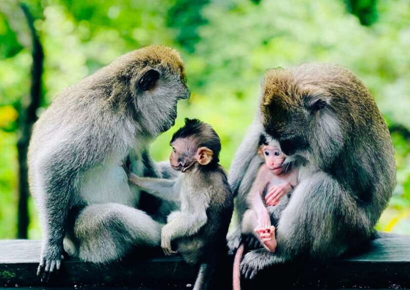Ubud: Walking Tour with Campuhan Ridge & Monkey Forest - Final Thoughts: Why This Tour Is Worth It