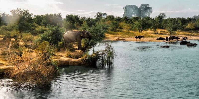 Udawalawa National Park: Private Safari - Introduction to the Udawalawa Safari Experience