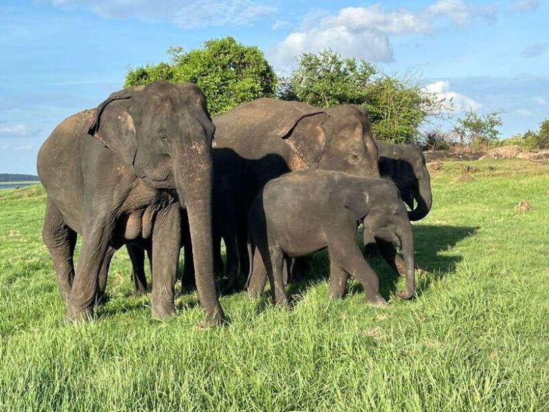 Udawalawe National Park: Private Safari - The Practicalities of the Tour