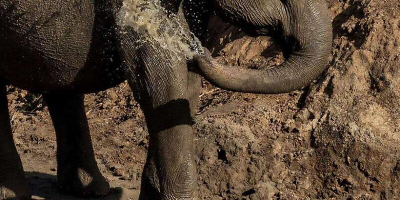 Udawalawe National Park Safari and Elephant Transit Home - Who Should Consider This Tour?