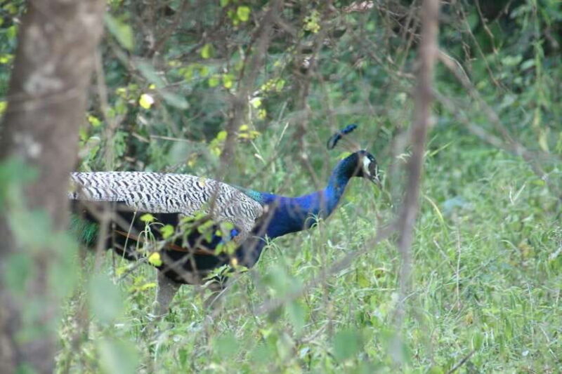 Udawalawe: National park safari & Elephant Transit Home Tour - What Makes This Tour Stand Out?