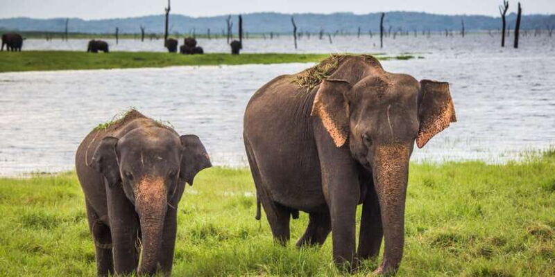 Udawalawe: National Park Safari & Elephant Transit Home Tour - Practical Details and Value