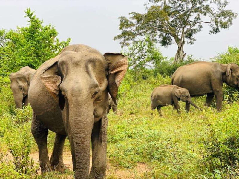 Udawalawe National Park Safari Tour - The Itinerary Breakdown