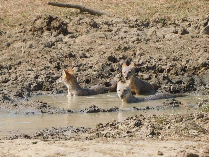 Udawalawe National Park Safari Tour from Tissamaharama/Yala - Who Will Love This Tour?