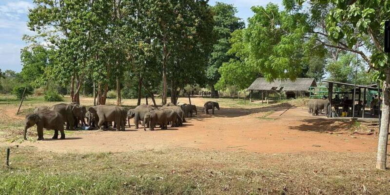 Udawalawe National Park Wildlife Safari from Galle - Practical Tips for the Safari