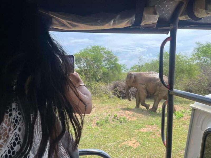 Udawalawe National Park Wildlife Safari from Hambantota Port - Pricing and Value
