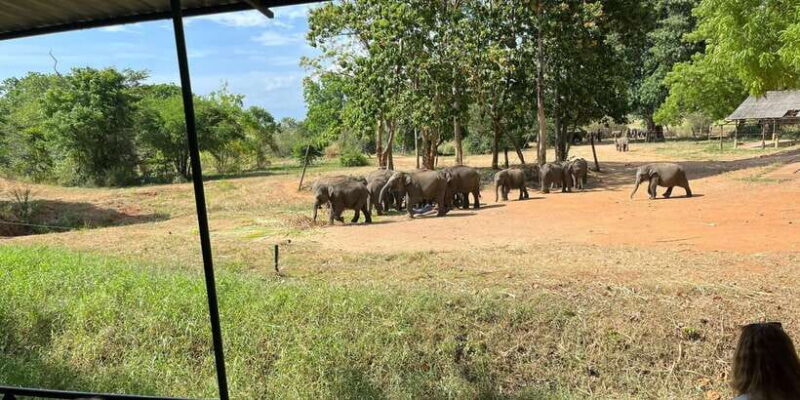 Udawalawe National park with Safari jeep & Entrance ticket - What the Reviews Say