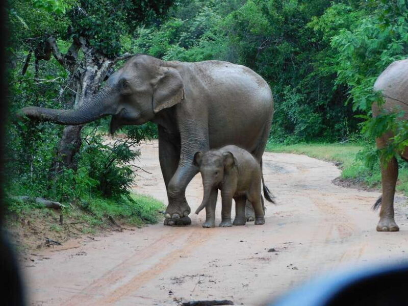 Udawalawe Safari Tour from Hambantota Port(Shore Excursion) - Authentic Experiences and Real Traveller Feedback