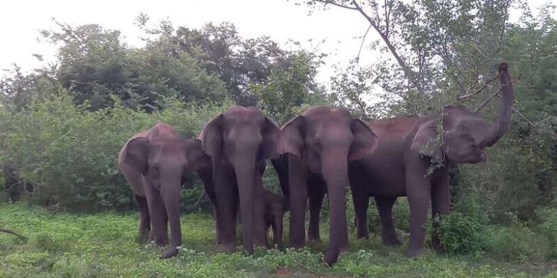 Udawalawe : Udawalawa National Park Half day Safari Tour - The Itinerary: What to Expect