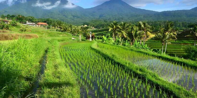 Ulun Danu Beratan, Jatiluwih, & Tanah Lot Private Tour - Analyzing the Value