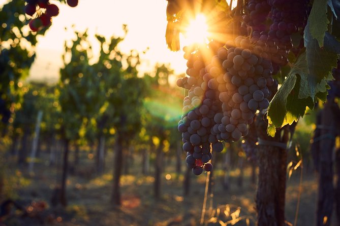 Verona area: Wine Tasting Experience in Valpolicella - Who Should Book This Tour?