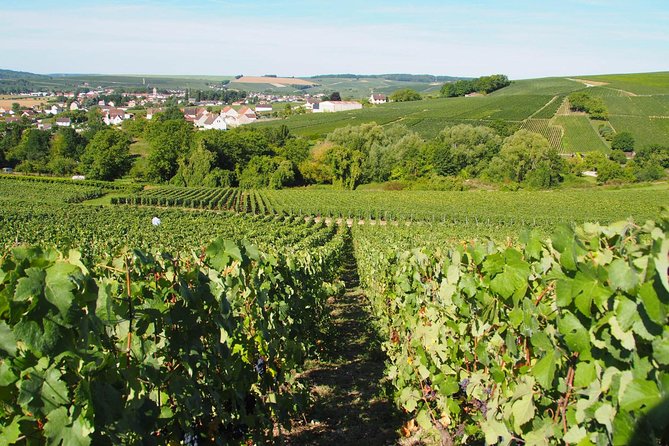 Vineyard tour & Tasting of all our lineup - What You’ll Actually Taste