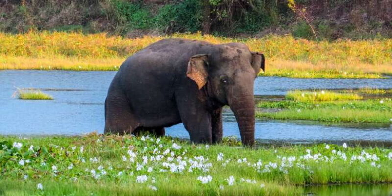 Wasgamuwa National Park Safari from Polonnaruwa - Key Points
