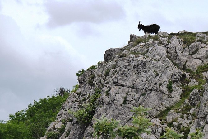 Wells, Cheddar Cheese and Cheddar Gorge - Private Day Trip from Bath - FAQs