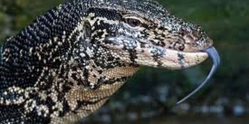 West coast Beach, River Mangroves lagoon, Wildlife boat Tour - The Magic of Mangroves and Birdwatching