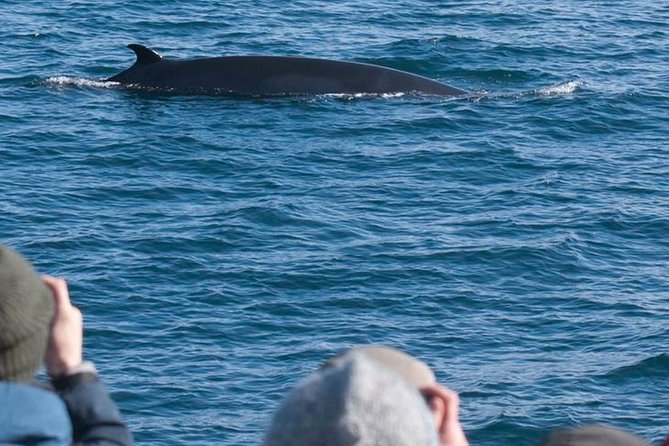 Whale Watching & ATV Adventure from Reykjavik - Who Is This Tour Best For?