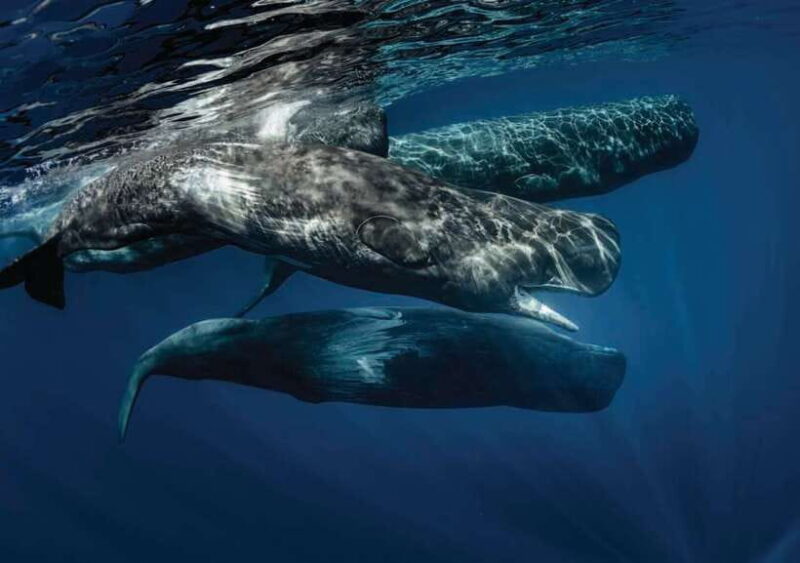 Whale Watching Boat Tour from Hikkaduwa - Final Thoughts