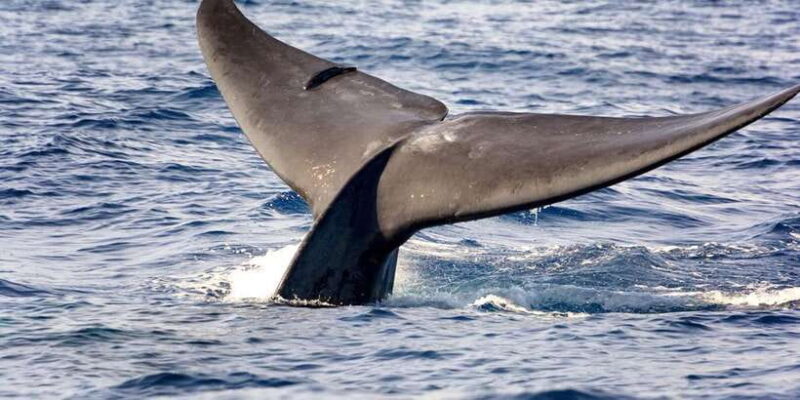 Whale Watching Boat tour in Trincomalee - Frequently Asked Questions