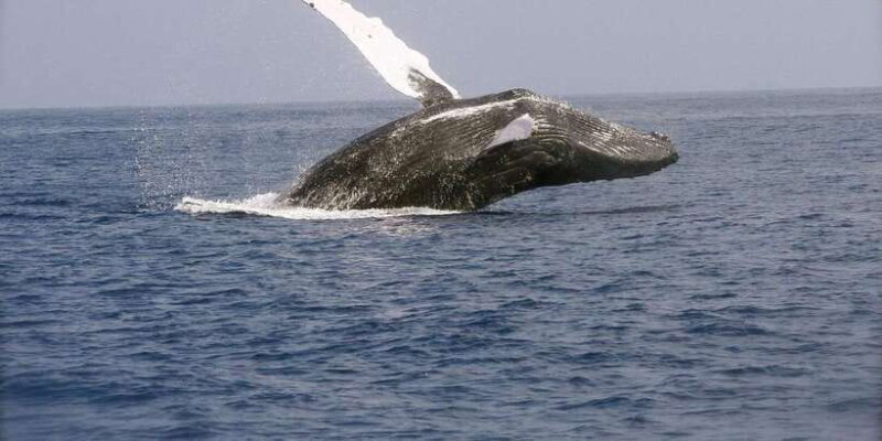 Whale Watching Day Tour to Mirissa - What to Expect: Experience and Value