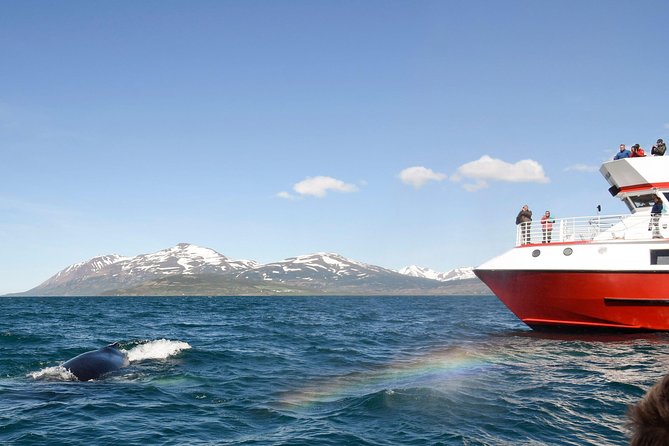 Whale Watching from Downtown Akureyri - An In-Depth Look at the Whale Watching from Akureyri