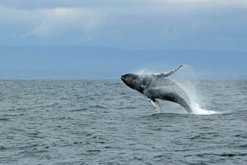 Whale Watching Tour with Transfers - What Makes This Tour Stand Out?