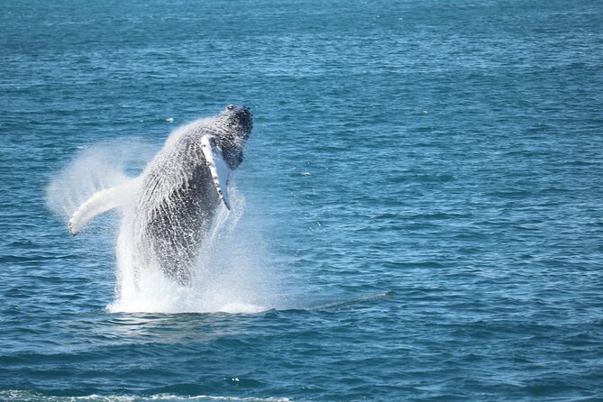 Whale Wonders Morning Expedition from Reykjavík - An In-Depth Look at the Whale Wonders Morning Expedition
