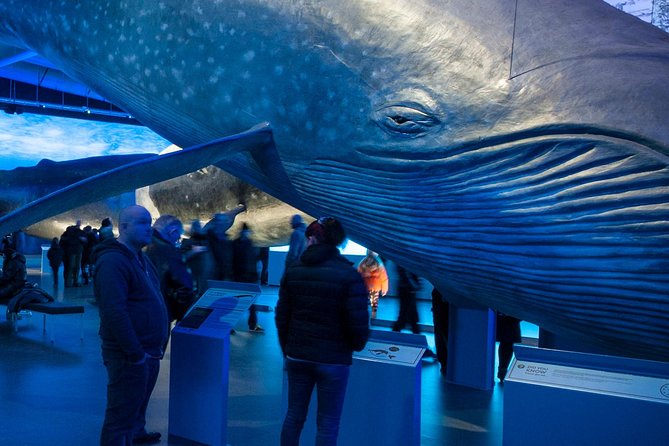 Whales of Iceland from Land and Sea - Who Will Love This Tour?