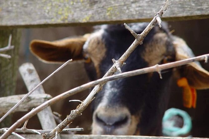 Whispering Winds and Curdled Dreams: From the Mountains to Table - The Experience: From Farm to Table