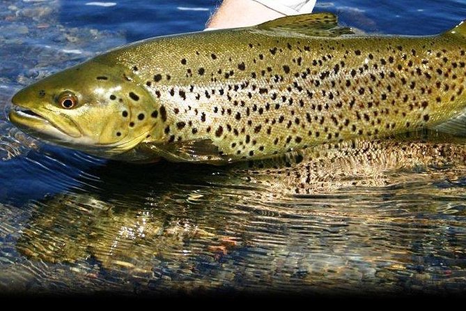 Wild Brown Trout fishing. Lough Corrib. French speaking Ghillie/Guide. Full day. - The Fishing Experience