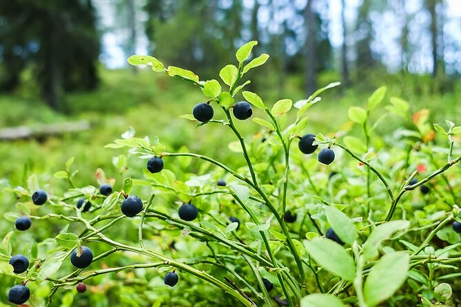Wild Forest Berries and Mushrooms Picking Tour - The Sum Up