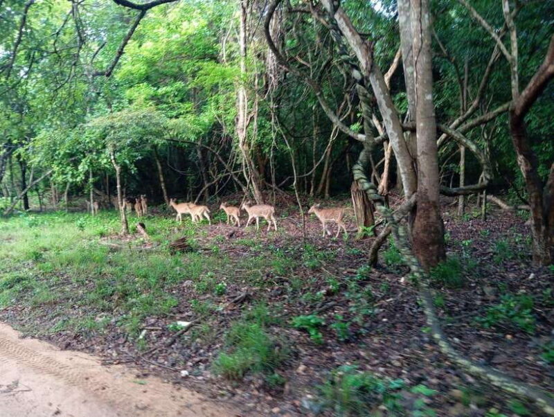 Wildlife experience at Minneriya National Park Safari - The Sum Up: Who Should Consider This Tour?