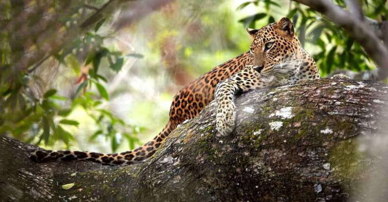 Wilpattu National Park: Morning or Evening Jeep Safari - The Itinerary in Detail