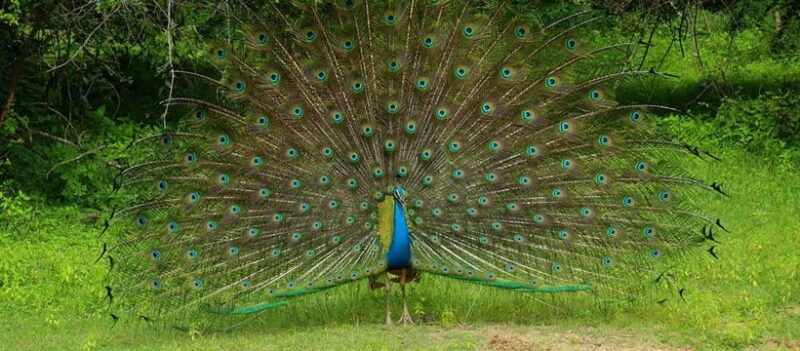 Wilpattu National Park Safari Guided by NATURALIST / RANGER - The Vehicles and Comfort Level