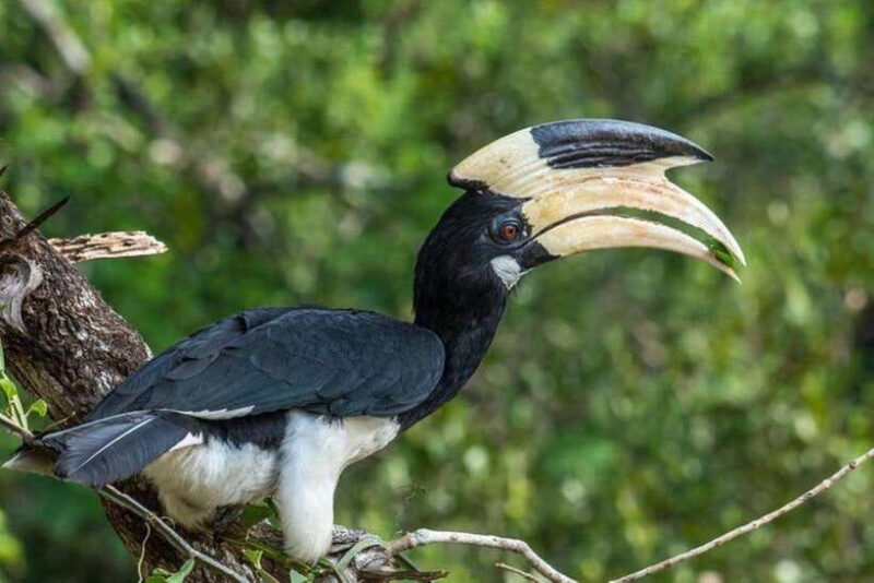 Wilpattu National Park Safari Jeep Tour - The Itinerary: What to Expect