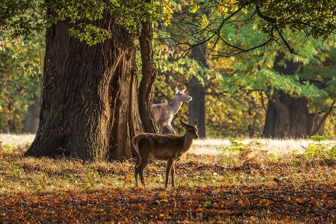 Windsor Day Trip from London with a Local: Private & 100% Personalized - FAQ