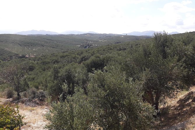 Wine, Beer, Olive Oil Tasting Private Tour (price per group of 6) - What’s Included and What’s Not