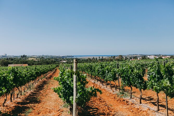 Wine Tasting & Tapas 4x4 Tours - The Heart of the Tour: Wine & Tapas